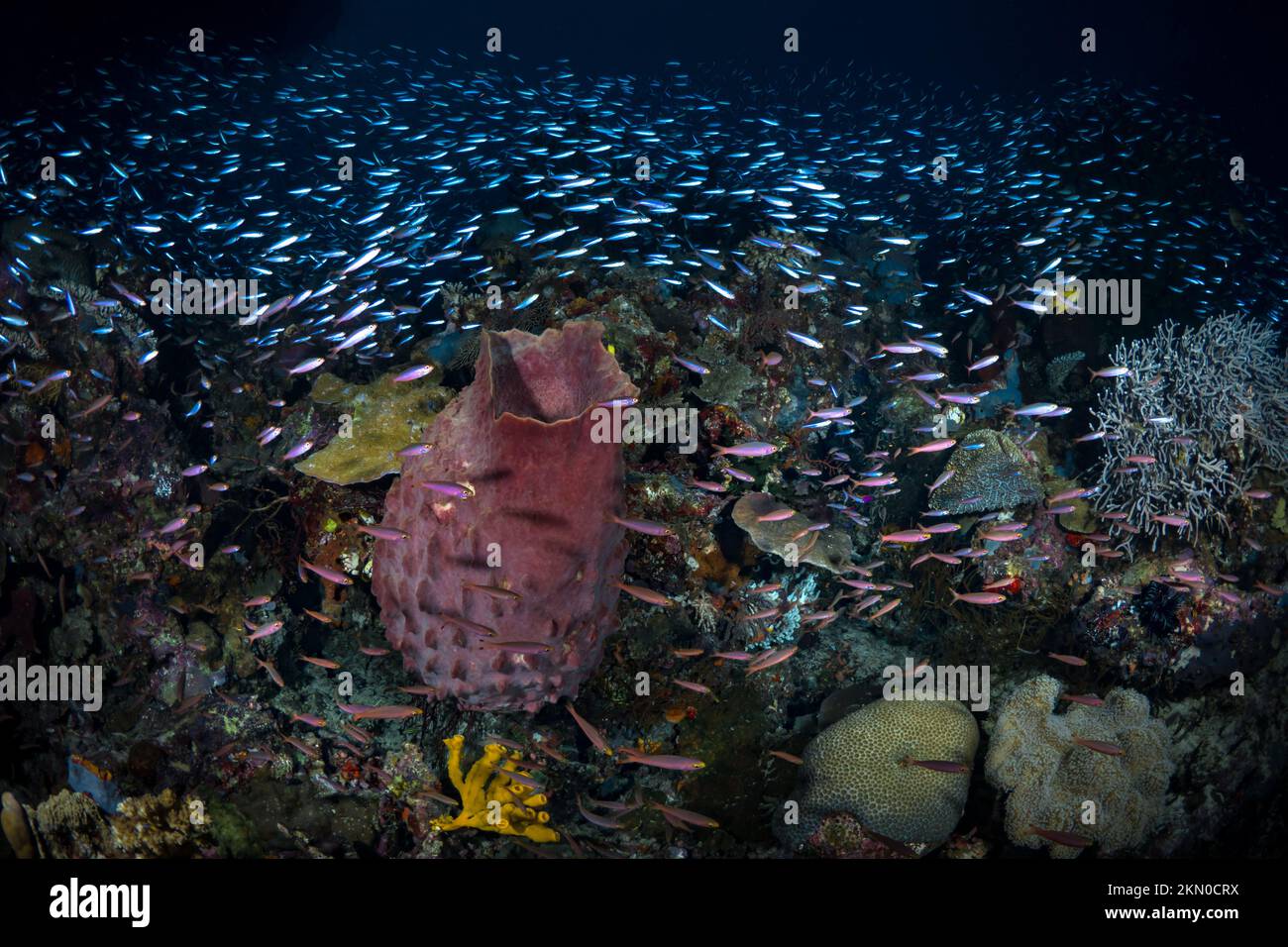 Ultimate biodiversity of the Indo pacific with schooling tropical fish ...