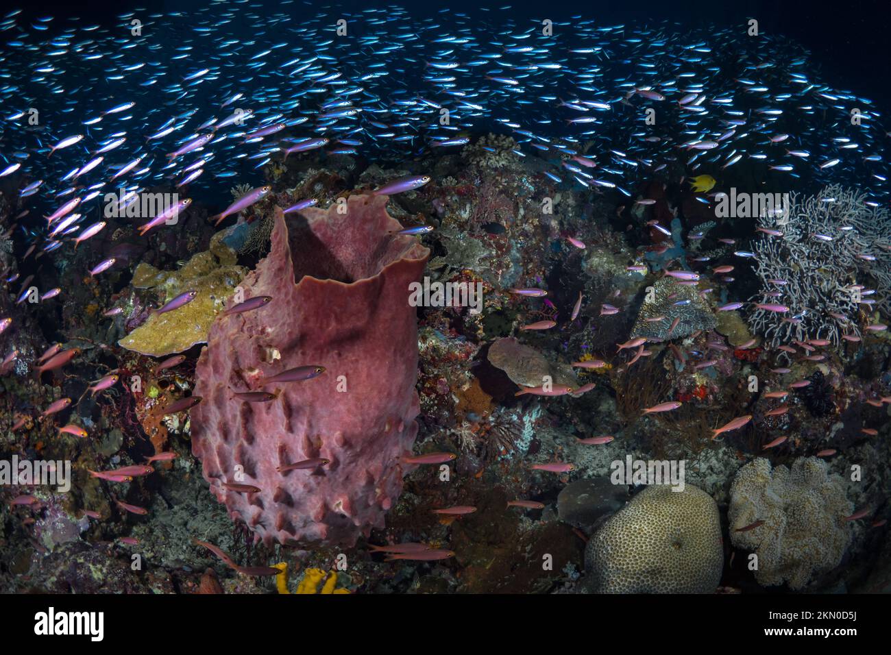 Ultimate biodiversity of the Indo pacific with schooling tropical fish ...