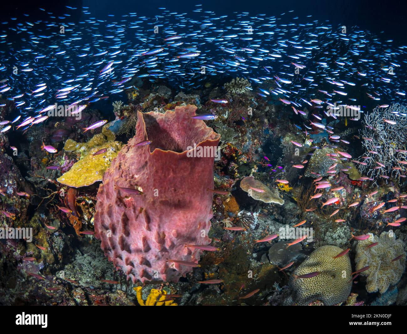 Ultimate biodiversity of the Indo pacific with schooling tropical fish ...