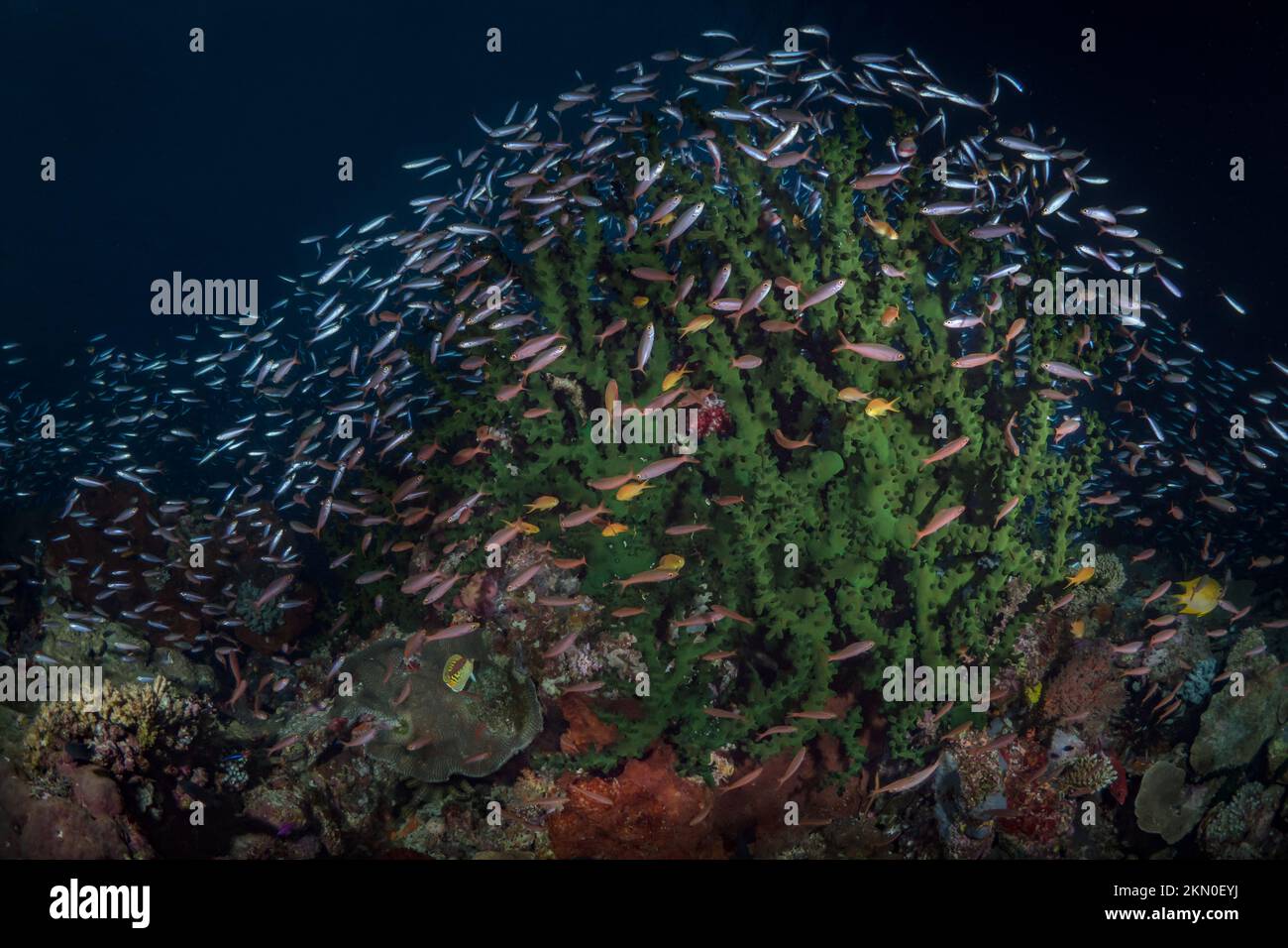 Ultimate biodiversity of the Indo pacific with schooling tropical fish ...