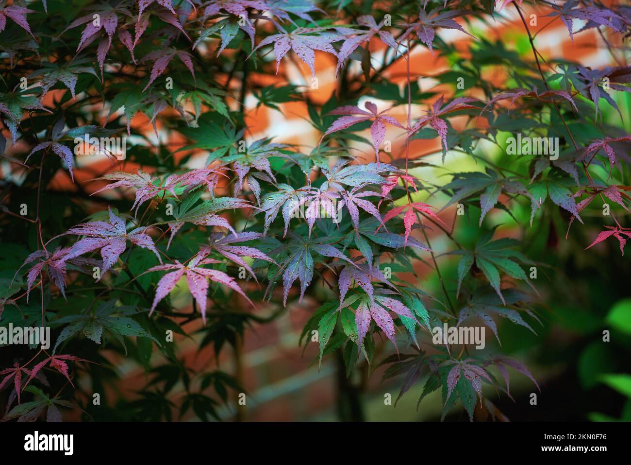 Japanese Maple leaves in autumn. Closeup of Japanese maple leaves ...