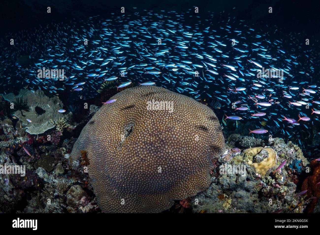 Ultimate biodiversity of the Indo pacific with schooling tropical fish ...
