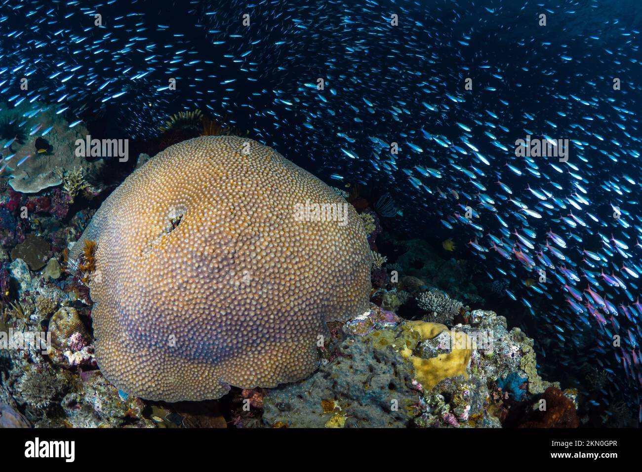 Ultimate biodiversity of the Indo pacific with schooling tropical fish ...