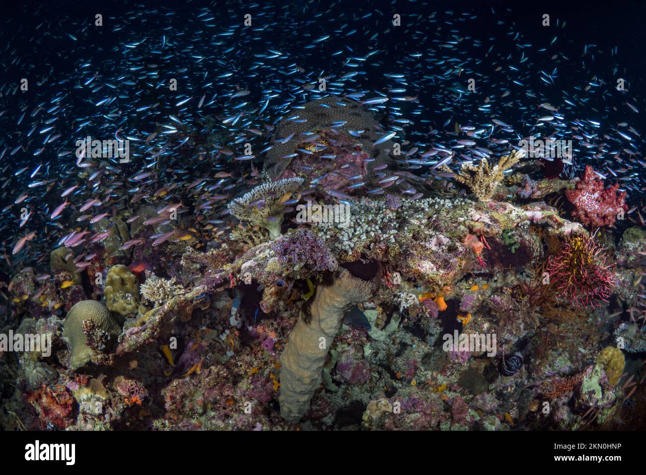Ultimate biodiversity of the Indo pacific with schooling tropical fish ...