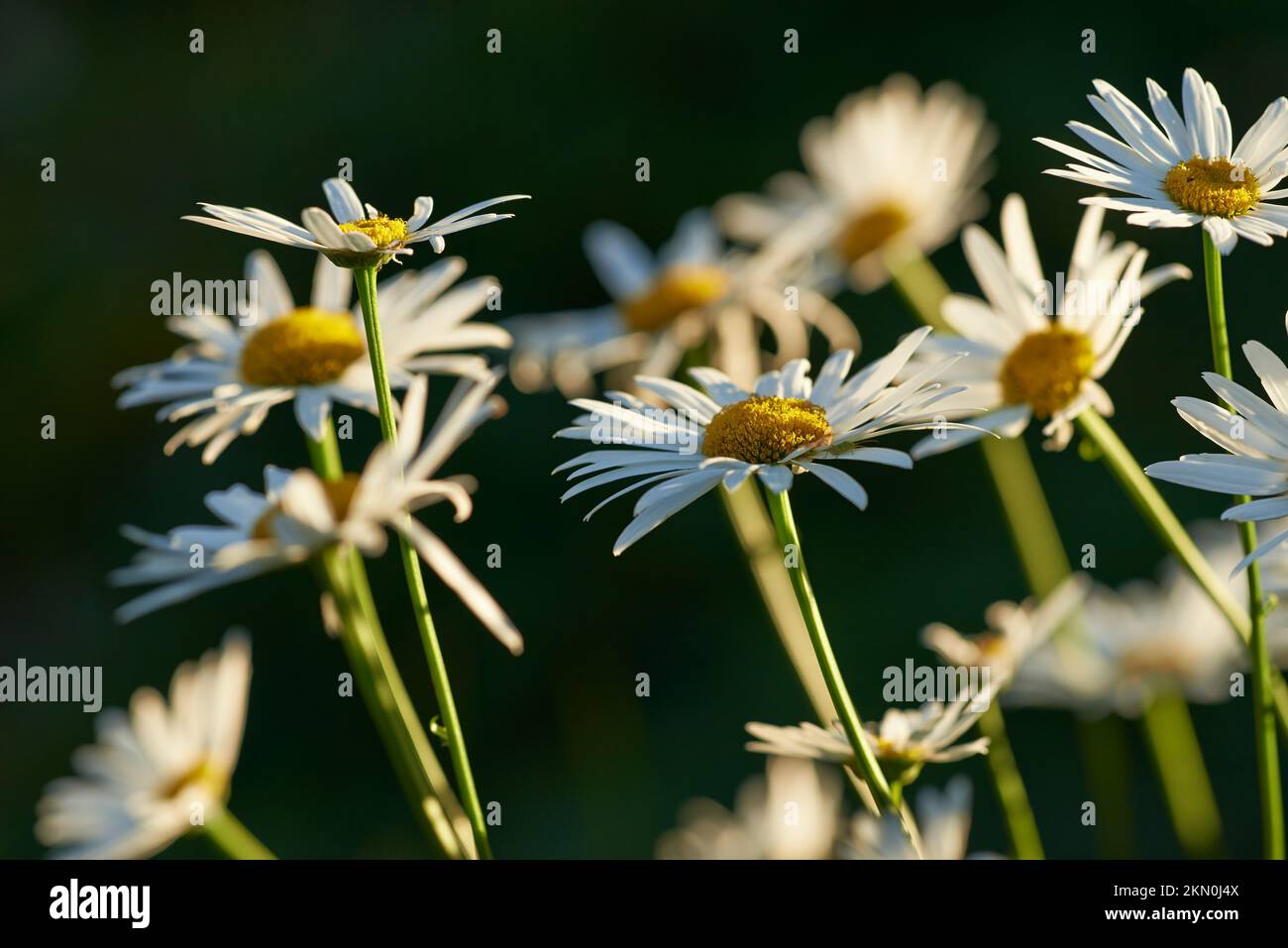 Daisies in the spring sunshine. Close-up of daisy flowers in bloom ...