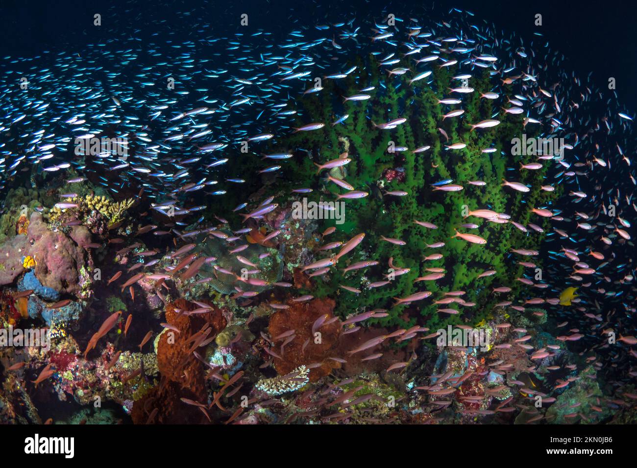 Ultimate biodiversity of the Indo pacific with schooling tropical fish ...