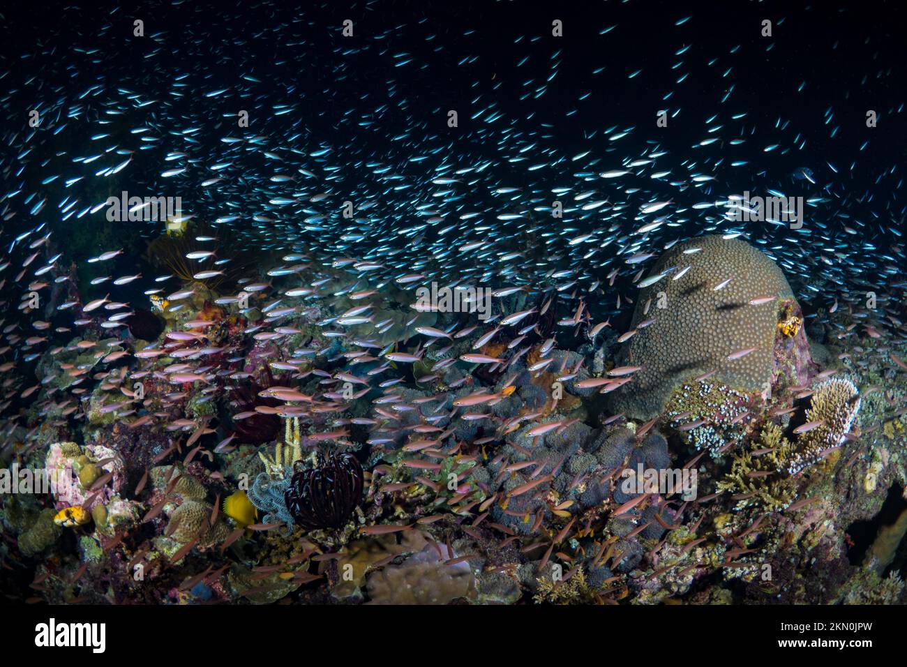 Ultimate biodiversity of the Indo pacific with schooling tropical fish ...