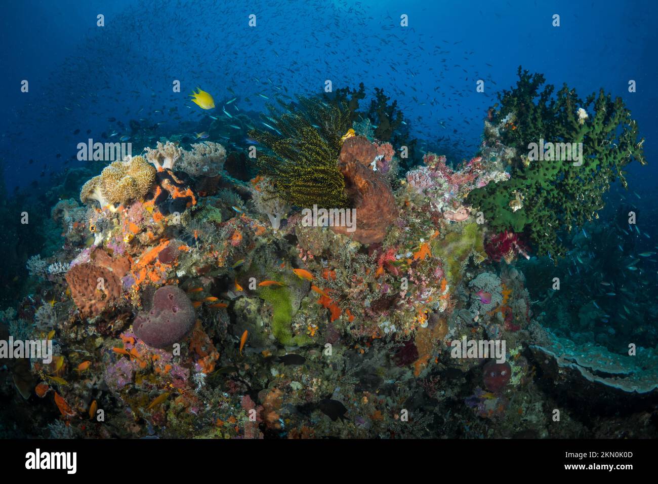 Large corals growing on healthy colorful coral reef Stock Photo - Alamy