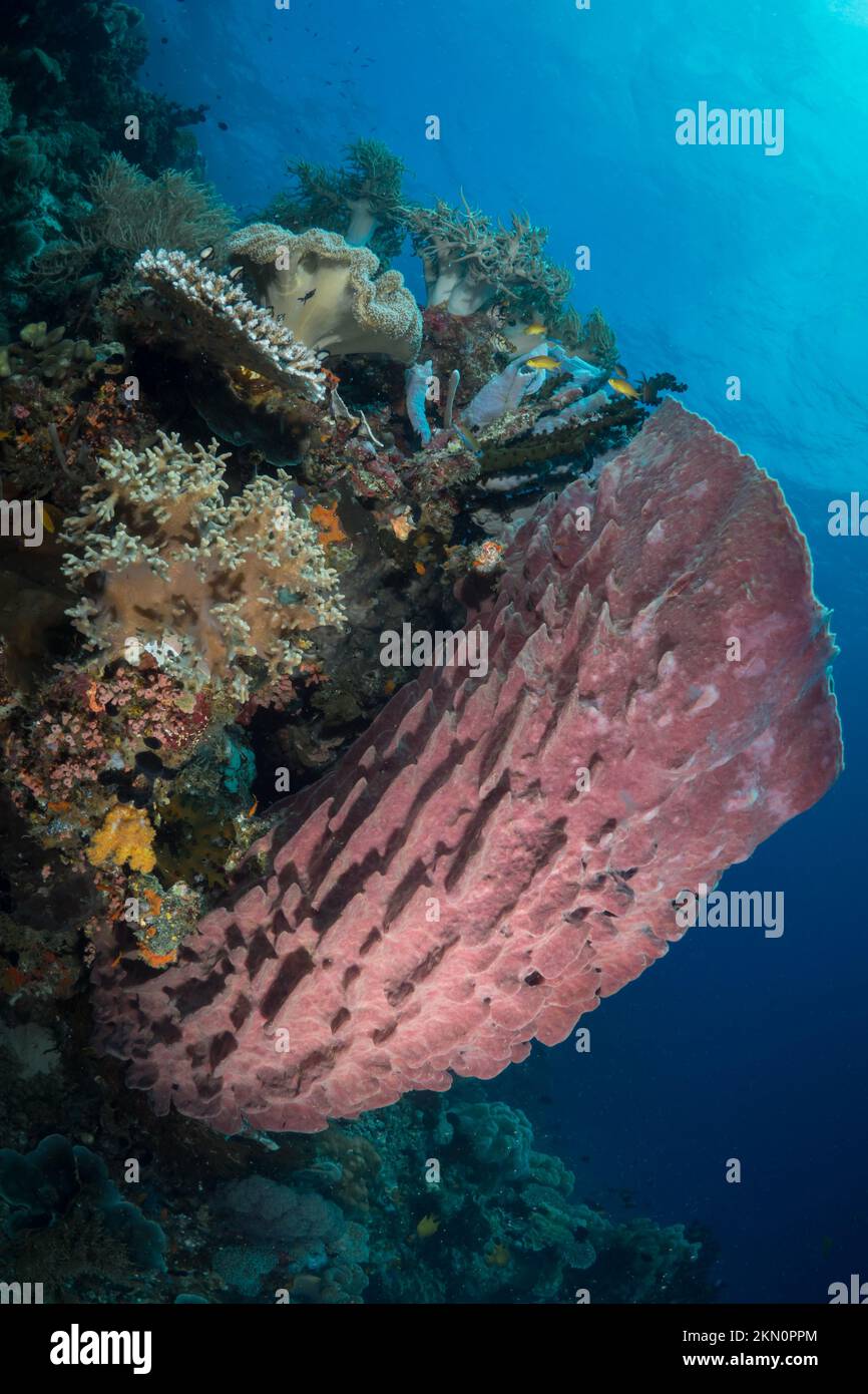 Corals png hi-res stock photography and images - Alamy