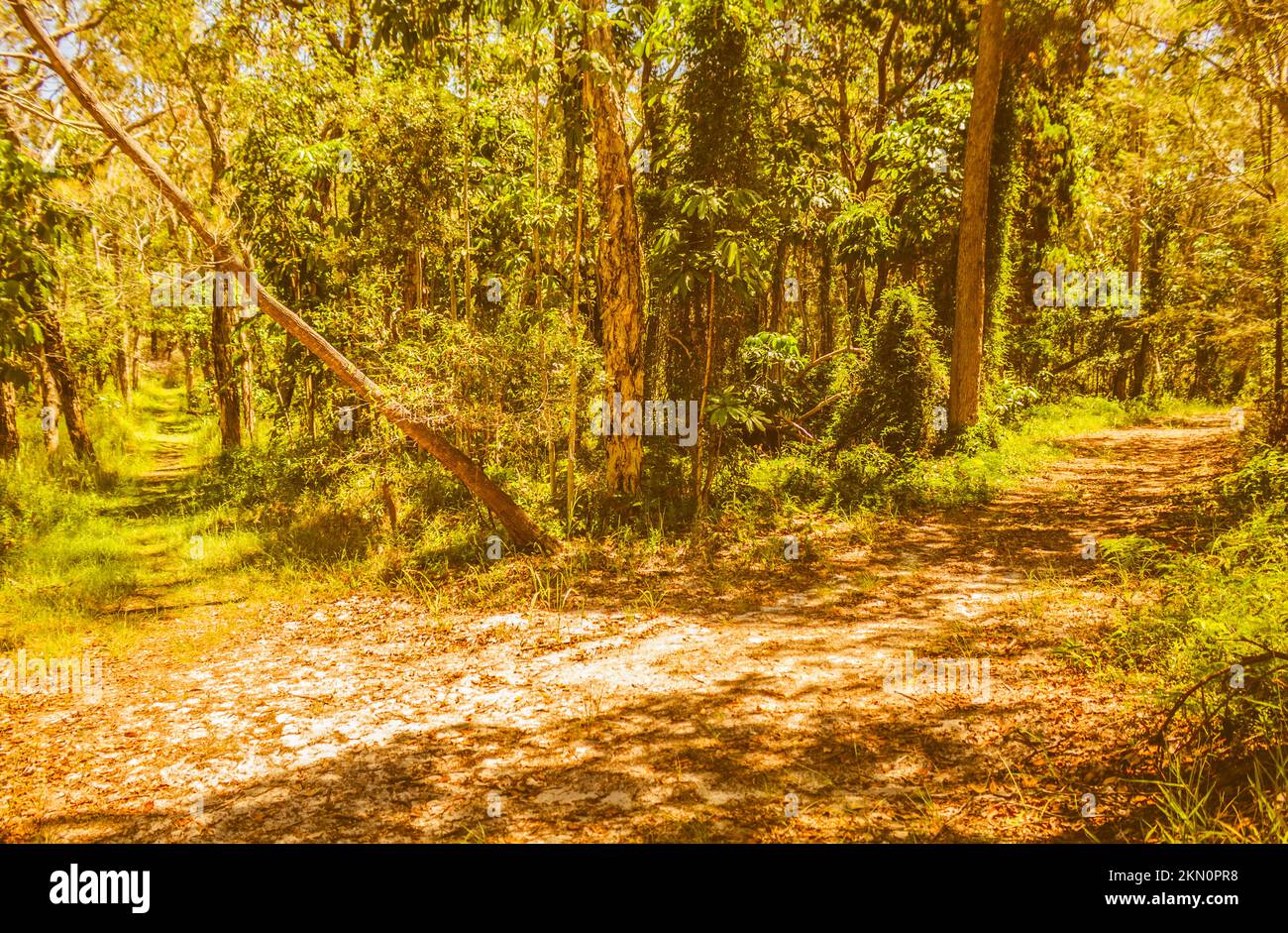 Two paths fork forest hi-res stock photography and images - Alamy