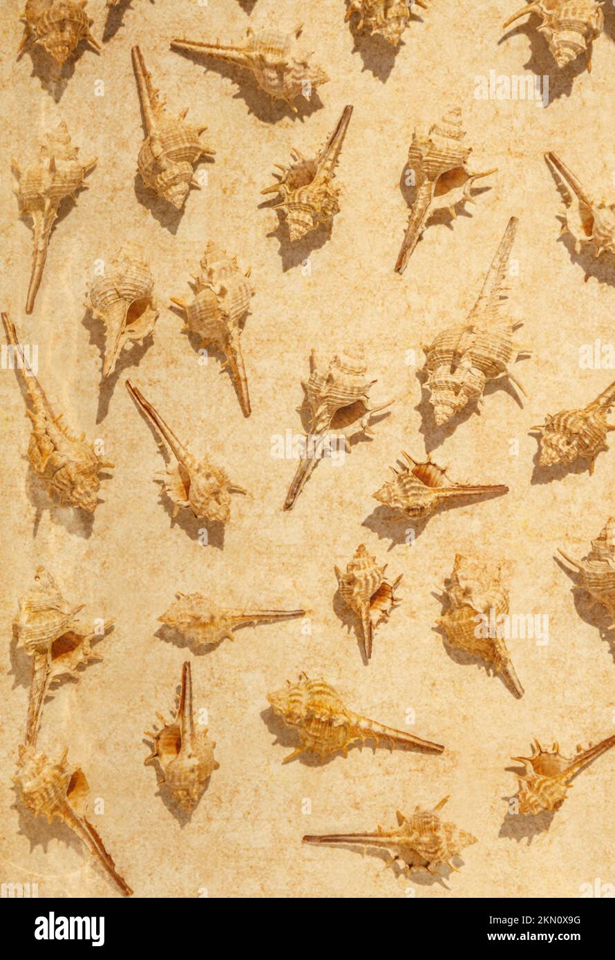 Vacation background seaside crustacean hi-res stock photography and ...