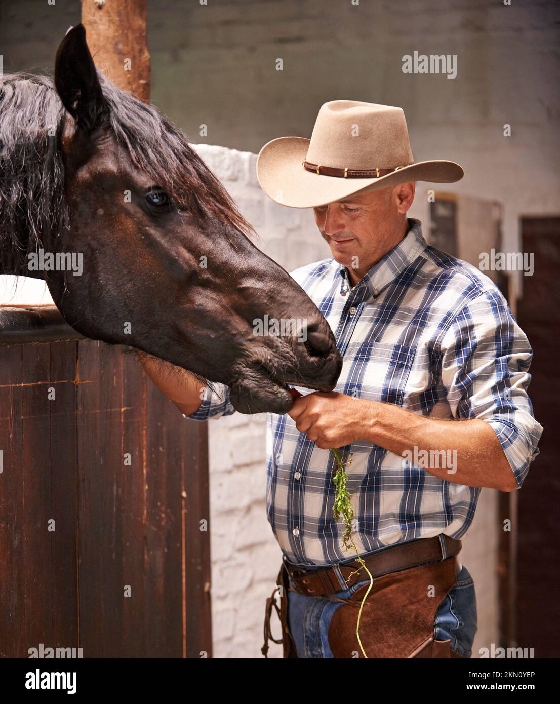 Ready for a ride big fella. a mature cowboy and his horse Stock Photo ...