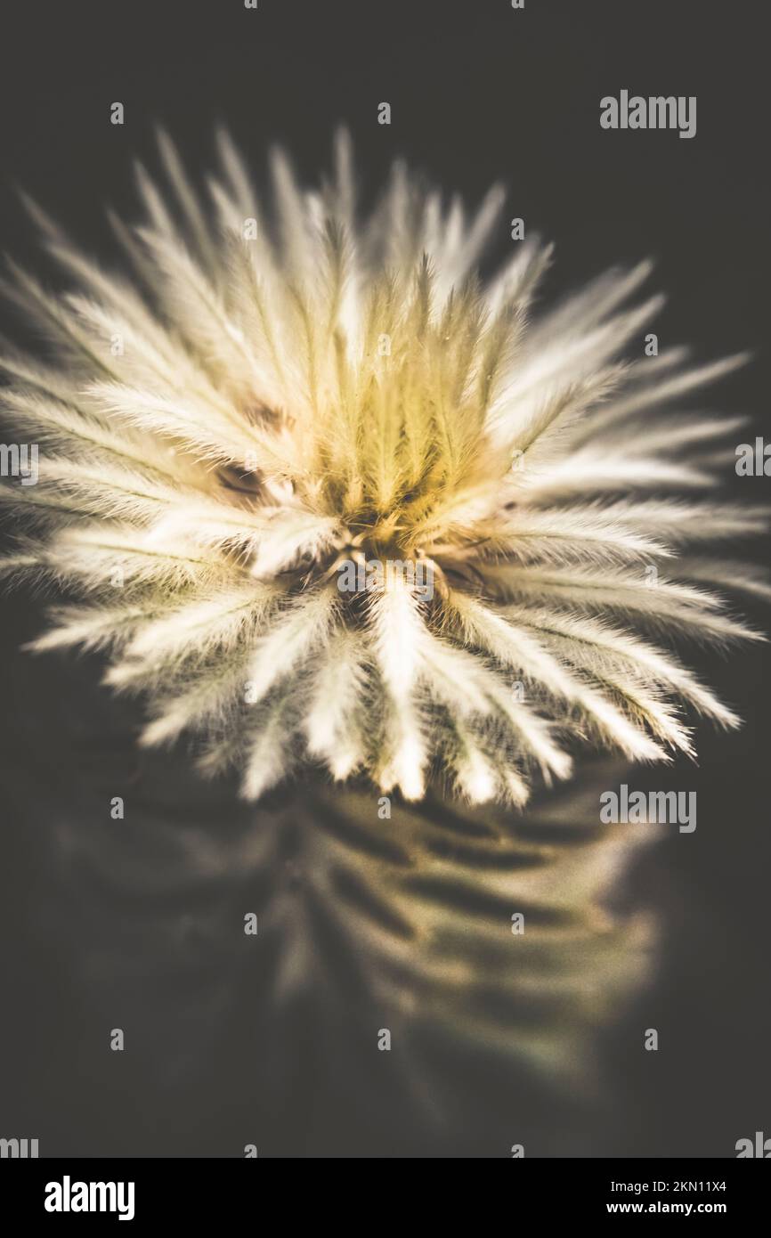 Dark creative close-up photo on a feather-head Flannel Bush flower aka ...