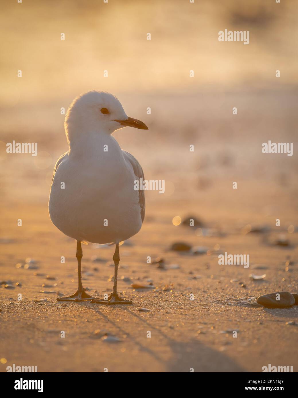 Morning sunlight casting soft backlight around a seagull. Vertical ...