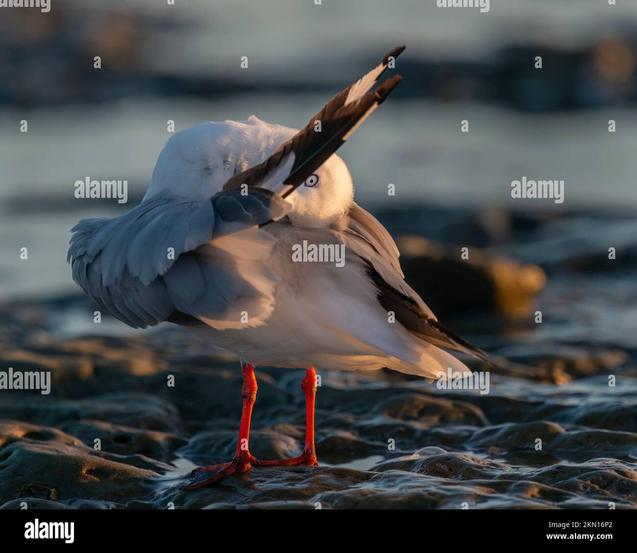 Wing preening hi-res stock photography and images - Alamy