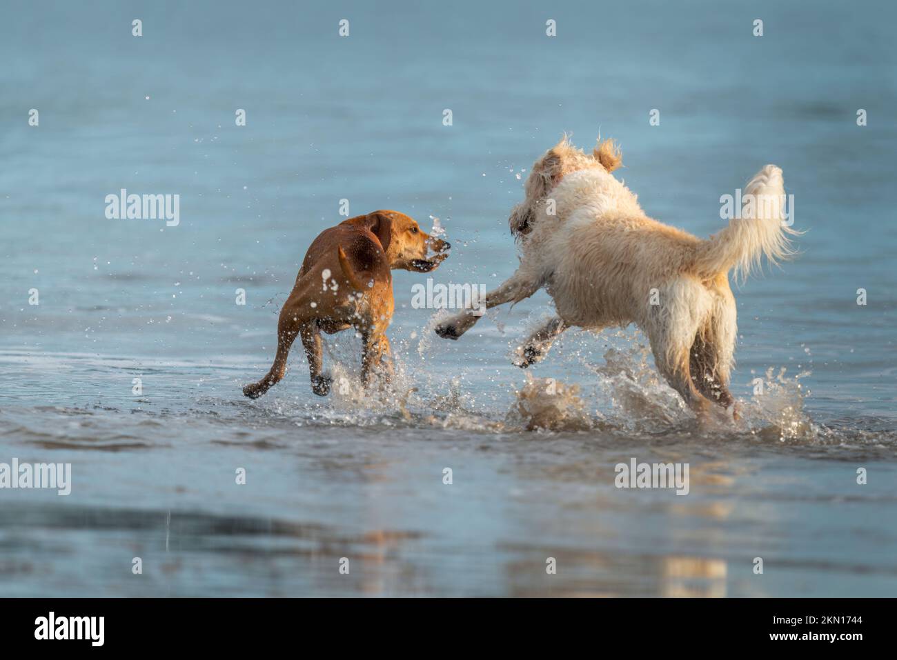 Playing with his two friends hi-res stock photography and images - Alamy