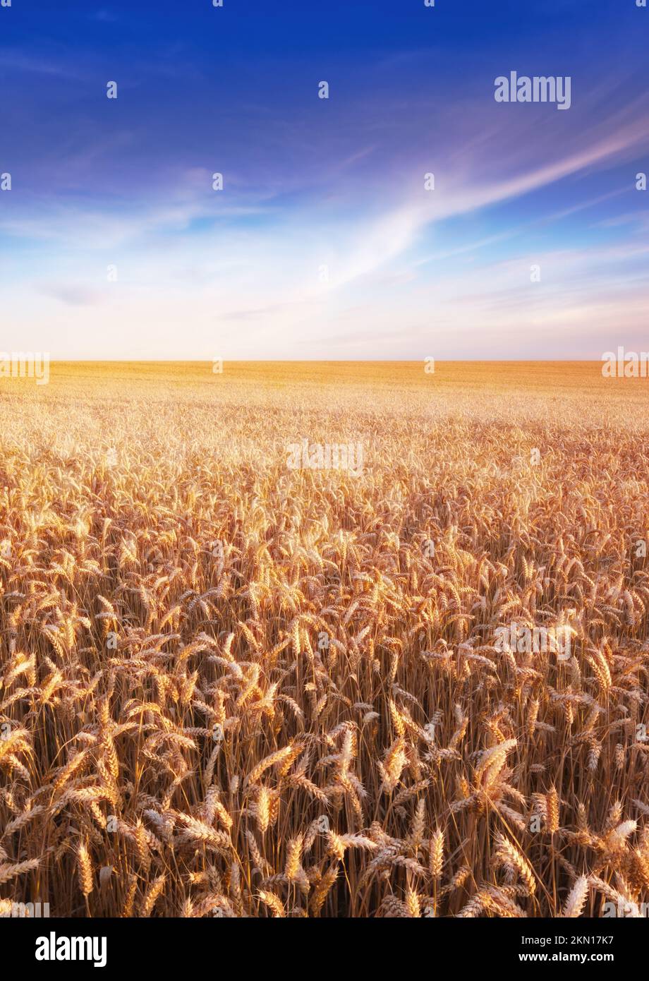 A landscape photo of Famland - harvest and sunset Stock Photo - Alamy