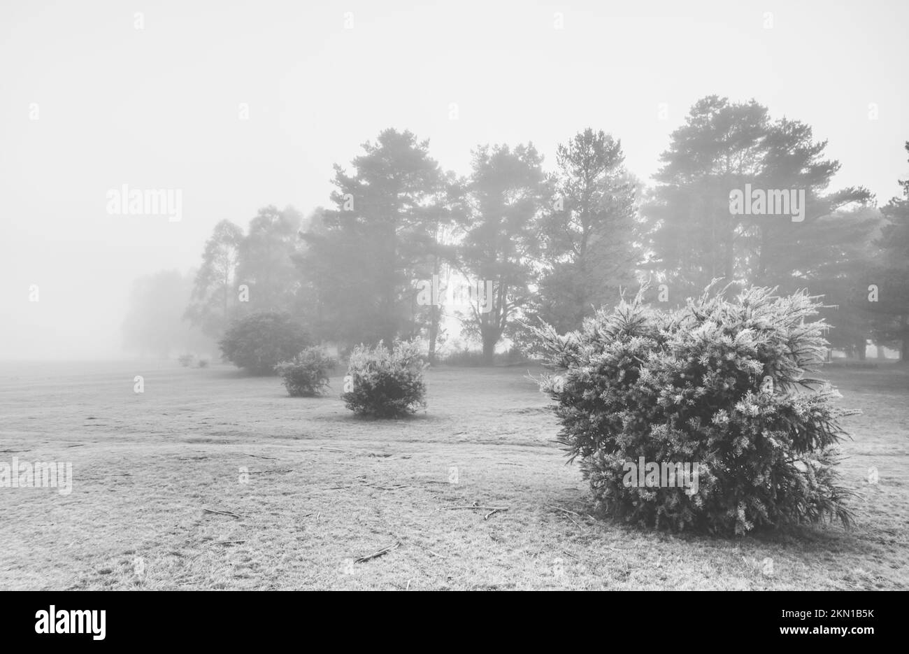 Snow covered black and white landscape scene of trees immersed in frost ...