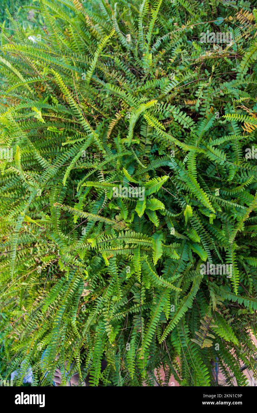 Natural Fern Leaves texture background wallpaper Stock Photo - Alamy