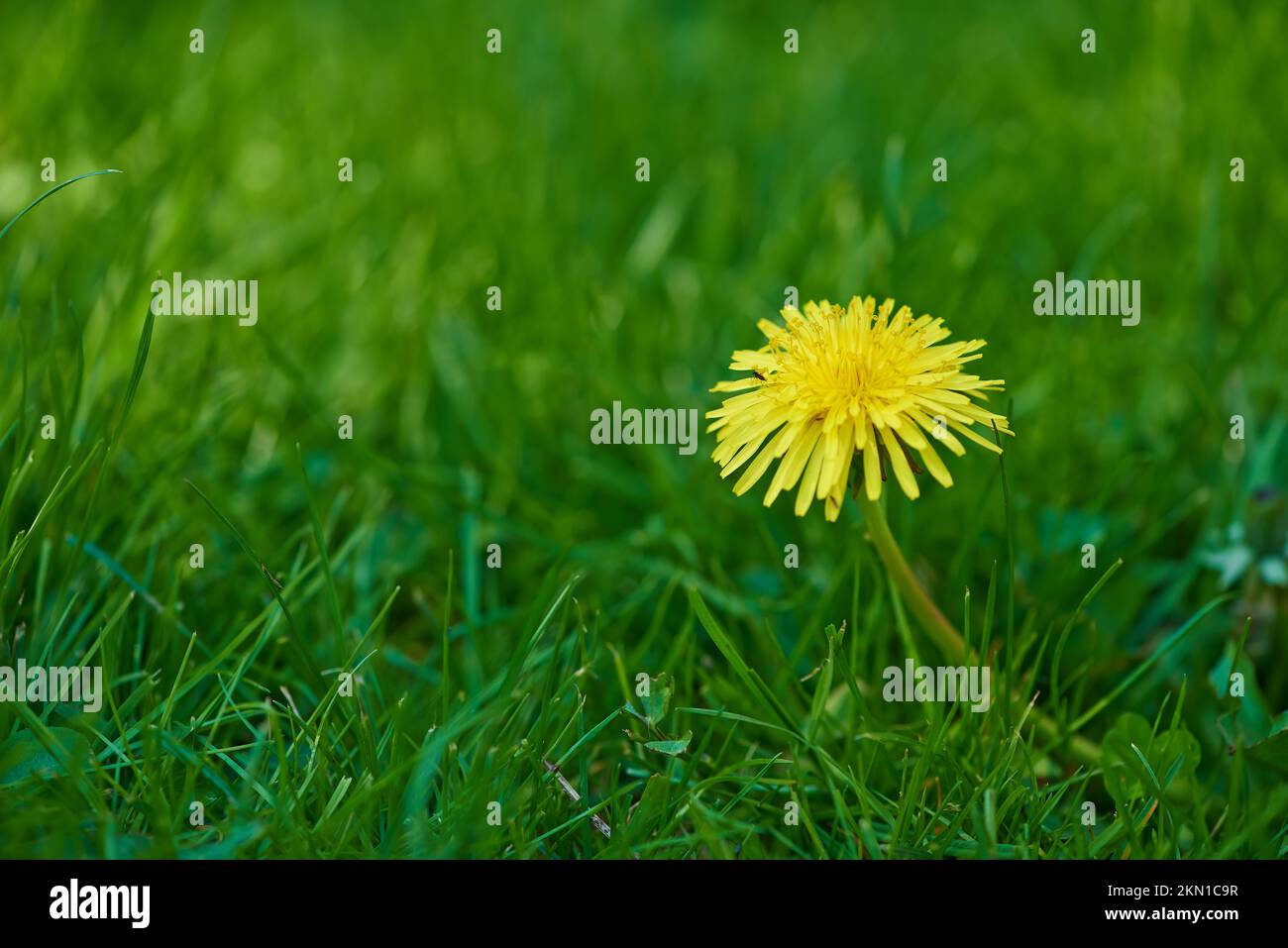 Weeds can be beautiful. A bright yellow Dandelion growing on a lawn ...