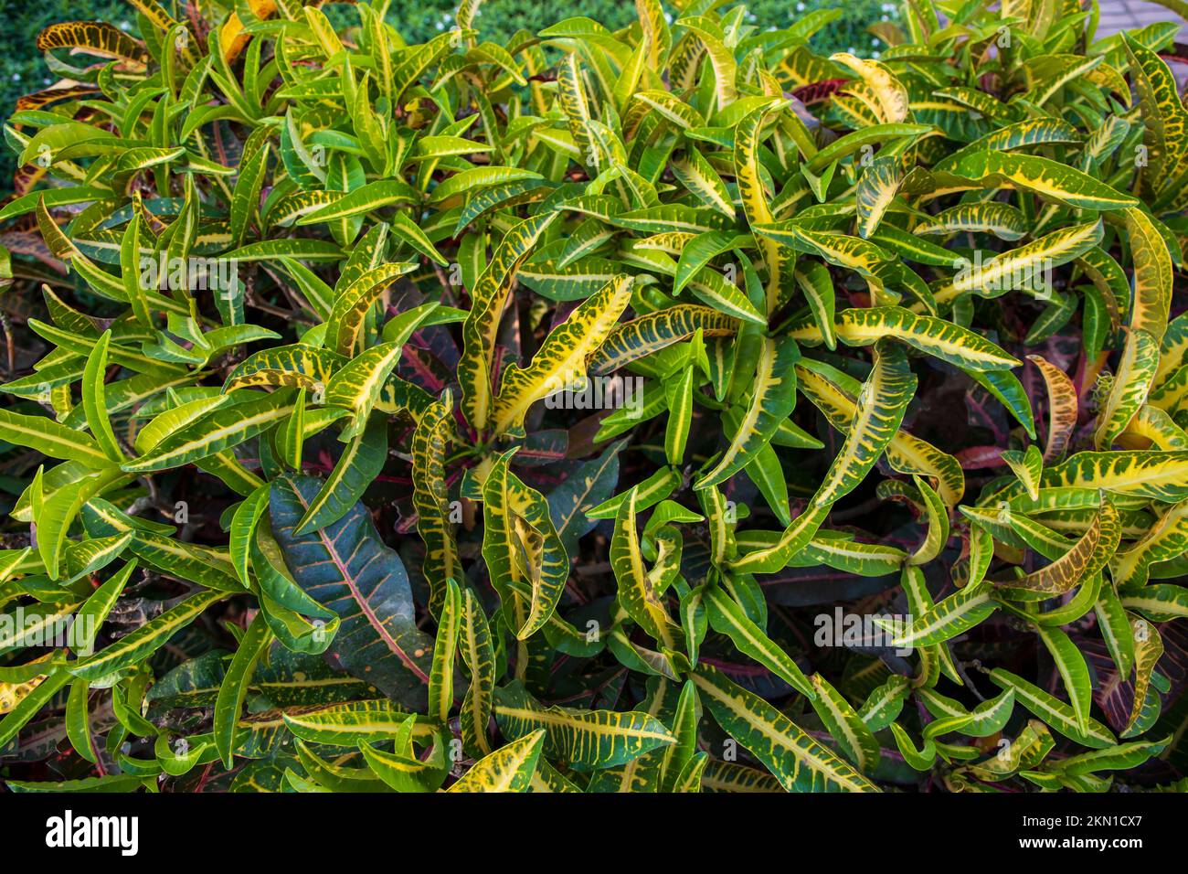 Natural Colorful Croton Leaves may be used as a texture background ...