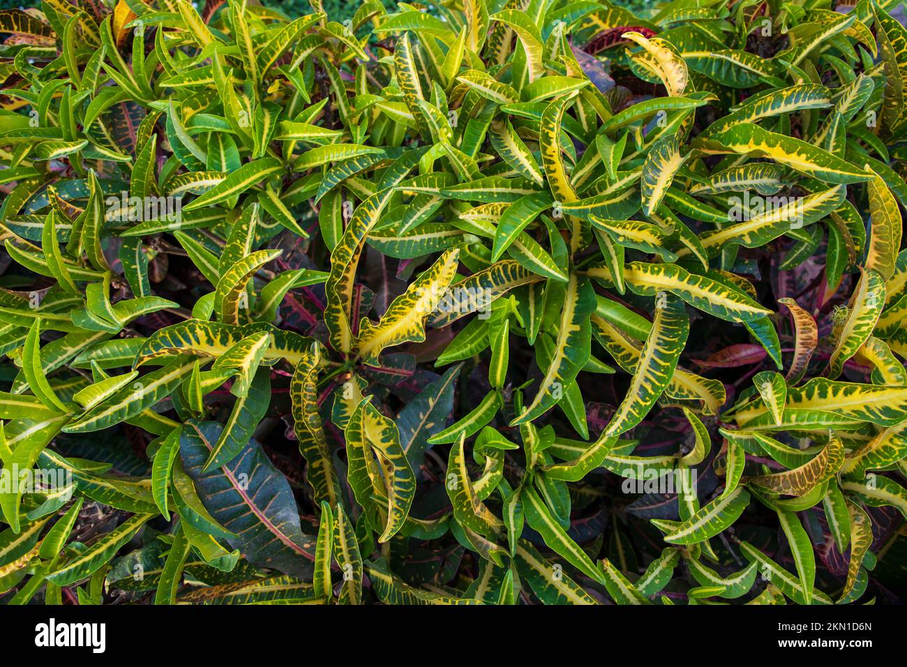 Codiaeum Variegatum Cultivars