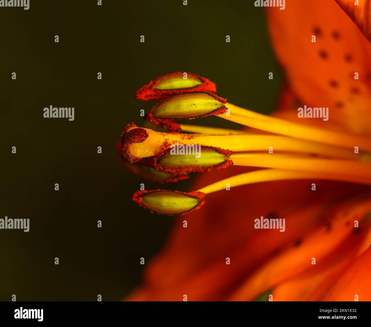 O stamens hi-res stock photography and images - Alamy
