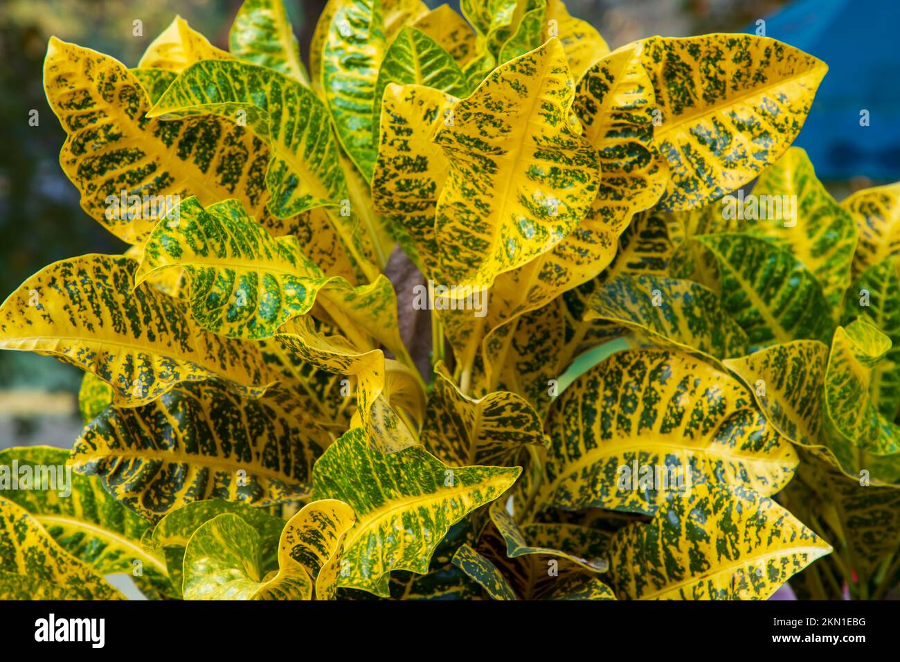Natural Colorful Croton Leaves may be used as a texture background ...
