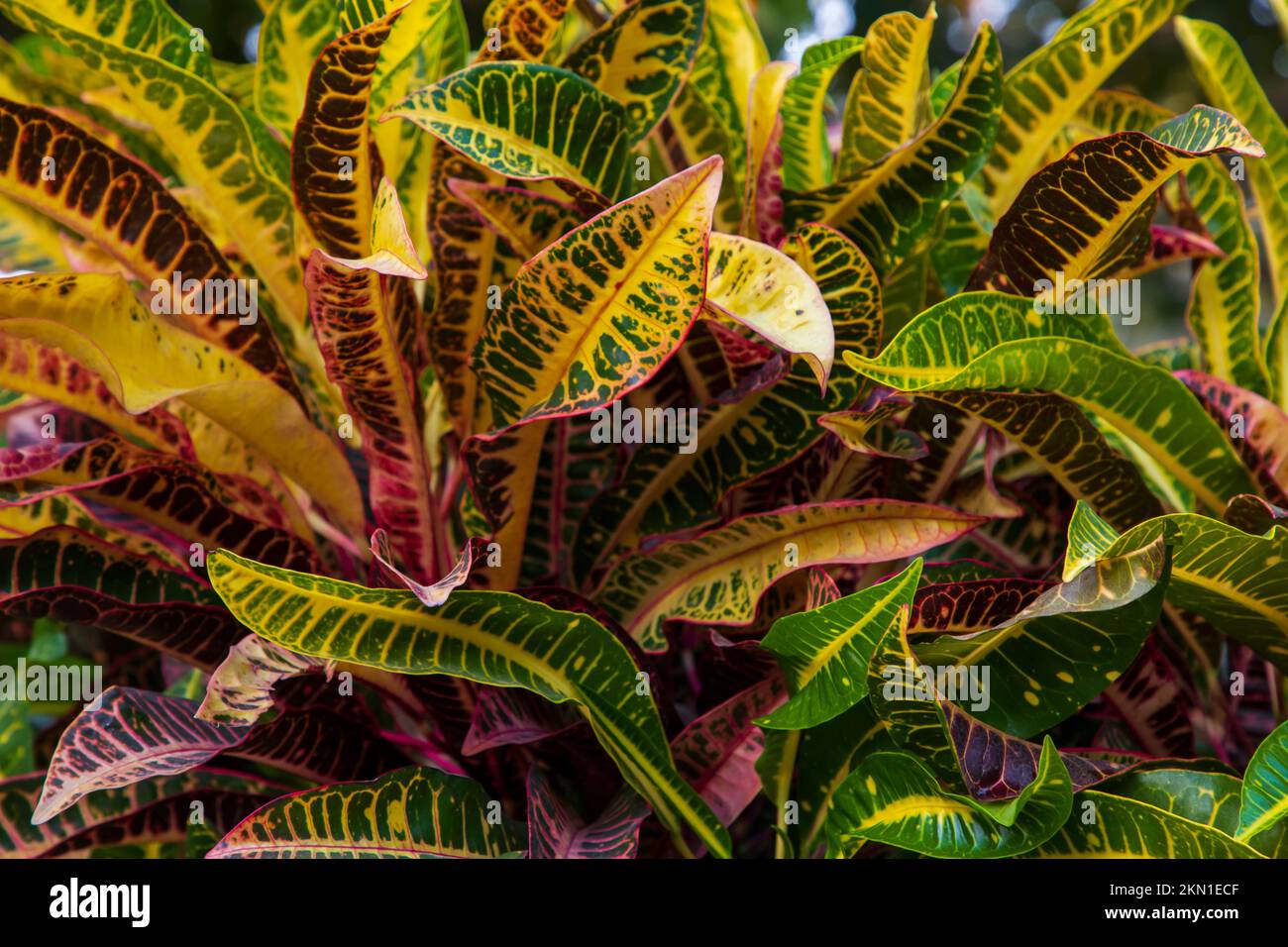 Natural Colorful Croton Leaves may be used as a texture background ...
