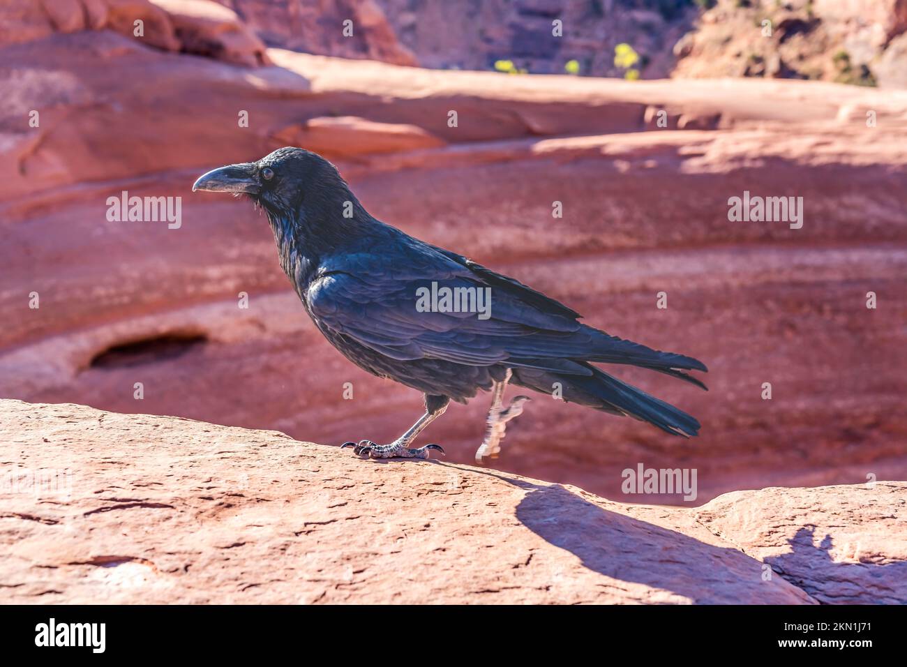 Ravens arch hi-res stock photography and images - Alamy