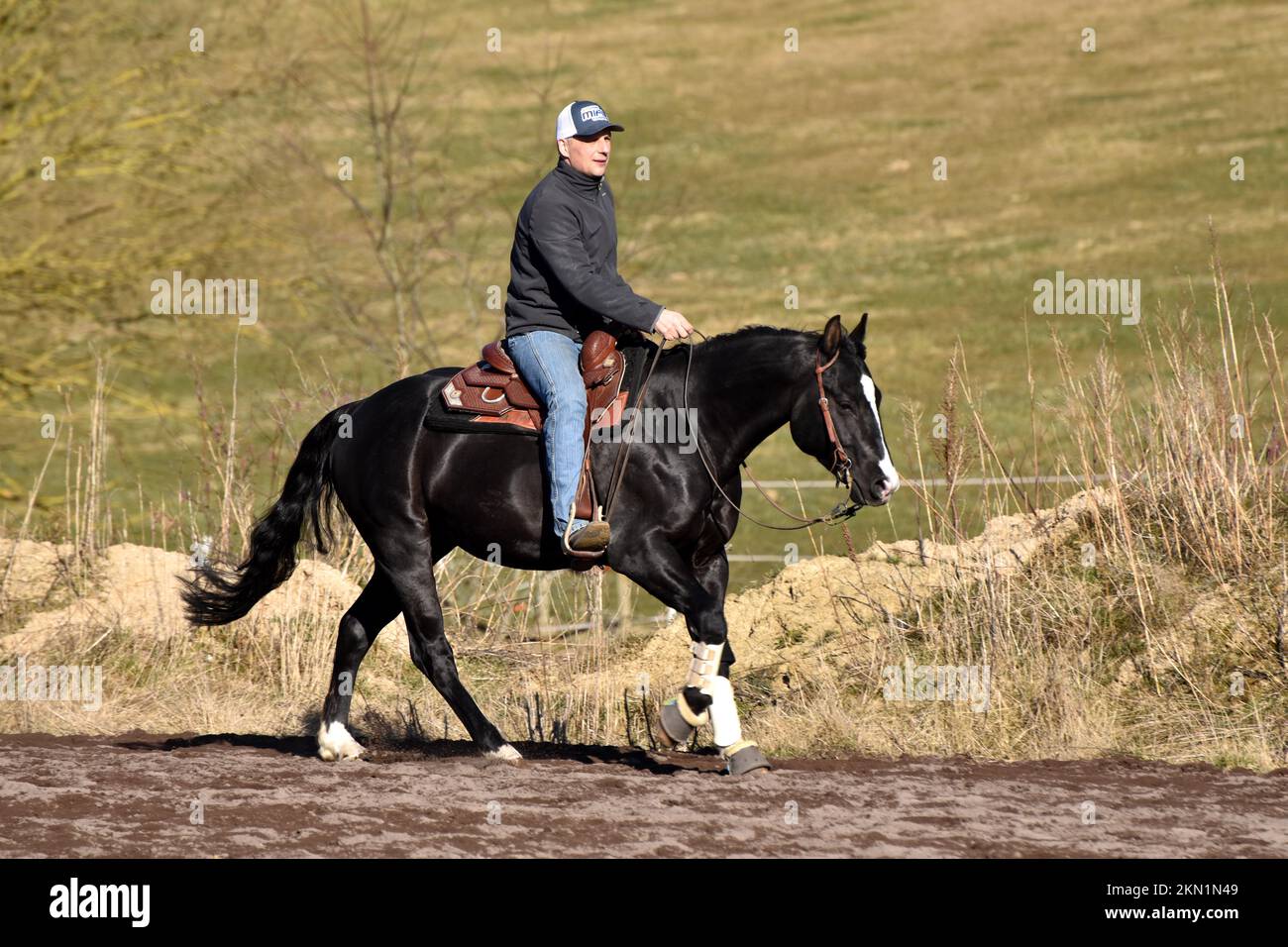 Black stallion of the Western breed American Quarter Horse during training at a gallop on a ...