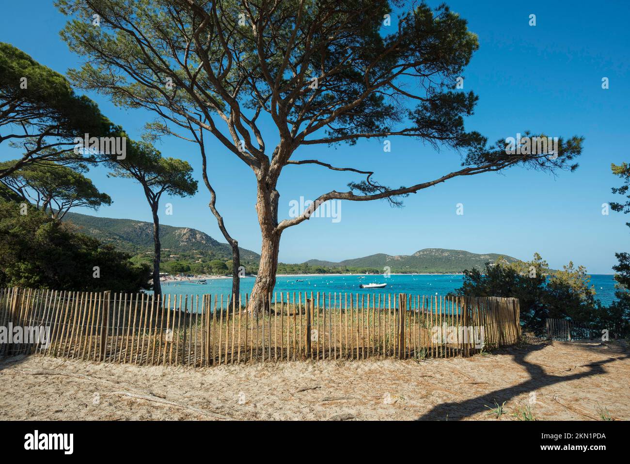 Beach and pines, Plage de Palombaggia, Porto Vecchio, Corse-du-Sud, Corsica, Mediterranean Sea ...