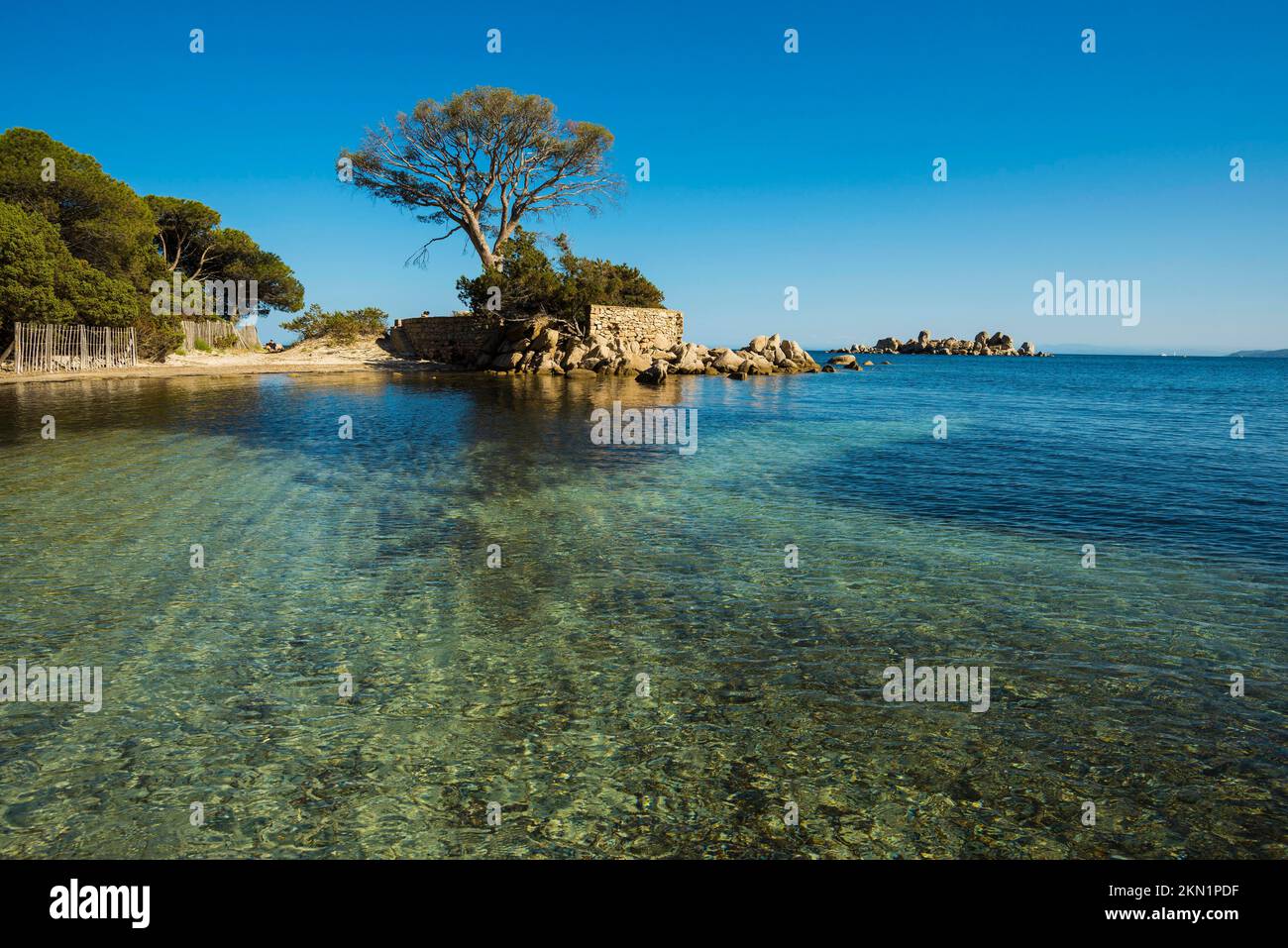 Beach and pines, Plage de Palombaggia, Porto Vecchio, Corse-du-Sud, Corsica, Mediterranean Sea ...