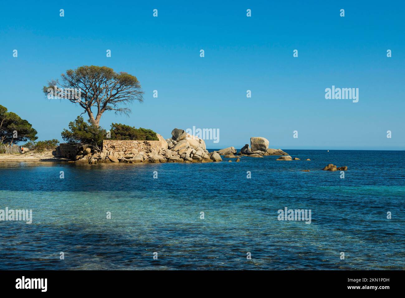 Beach and pines, Plage de Palombaggia, Porto Vecchio, Corse-du-Sud, Corsica, Mediterranean Sea ...