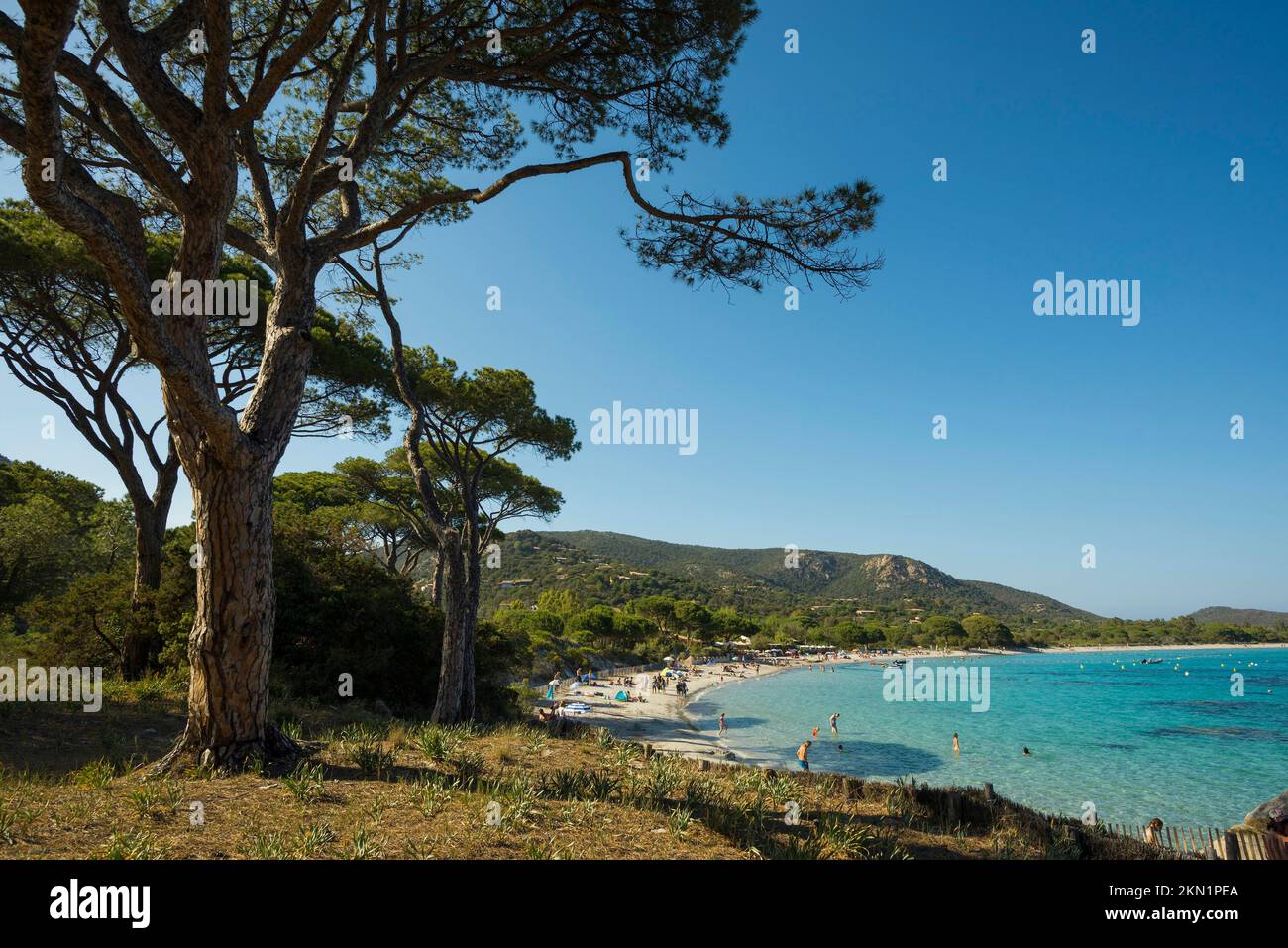 Beach and pines, Plage de Palombaggia, Porto Vecchio, Corse-du-Sud, Corsica, Mediterranean Sea ...