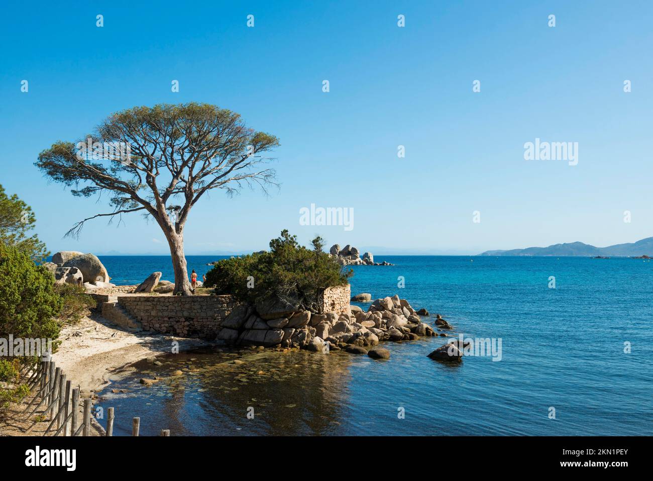 Beach and pines, Plage de Palombaggia, Porto Vecchio, Corse-du-Sud, Corsica, Mediterranean Sea ...