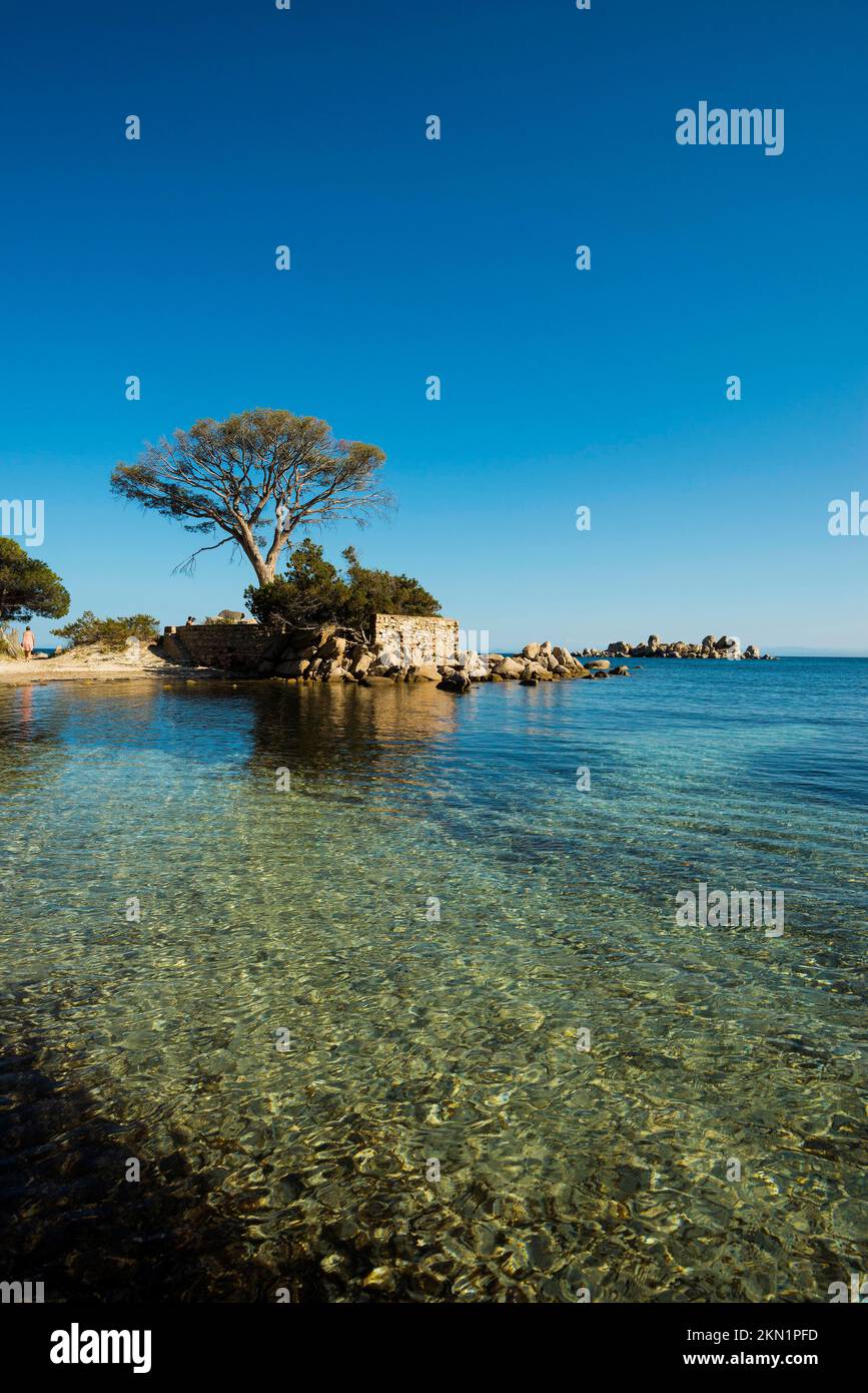 Beach and pines, Plage de Palombaggia, Porto Vecchio, Corse-du-Sud, Corsica, Mediterranean Sea ...