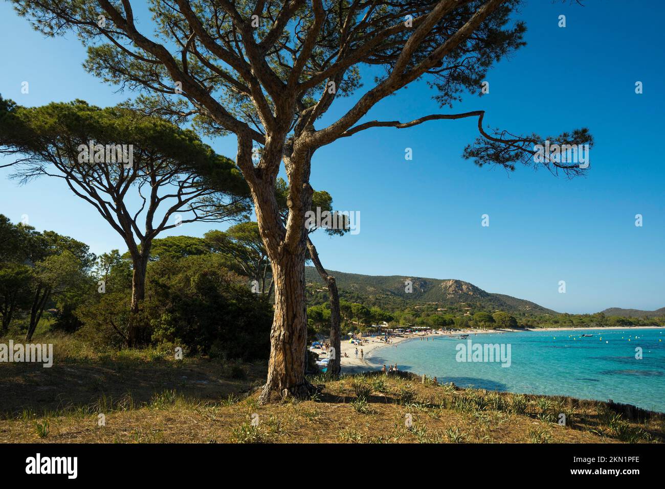 Beach and pines, Plage de Palombaggia, Porto Vecchio, Corse-du-Sud ...
