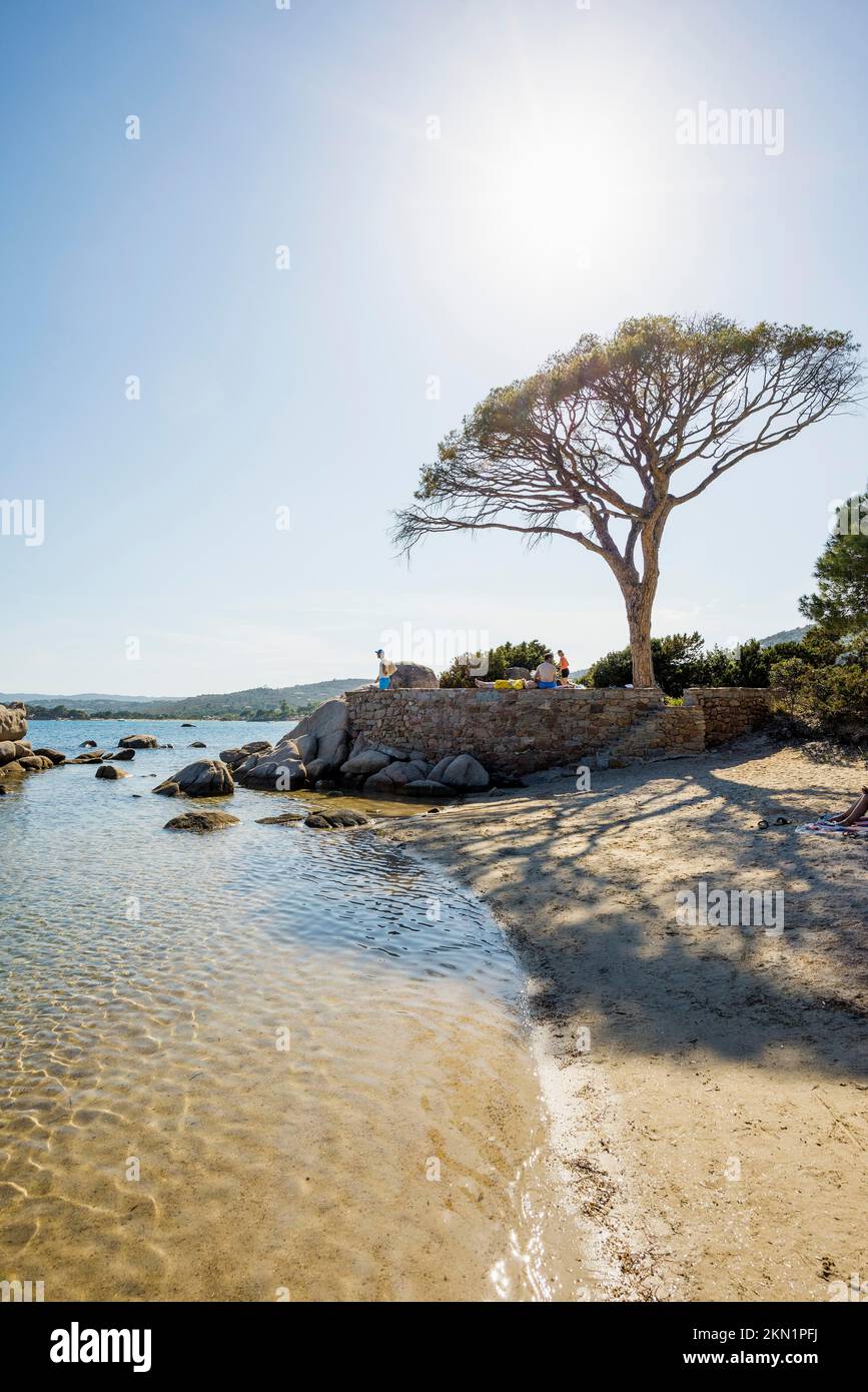 Beach and pines, Plage de Palombaggia, Porto Vecchio, Corse-du-Sud, Corsica, Mediterranean Sea ...