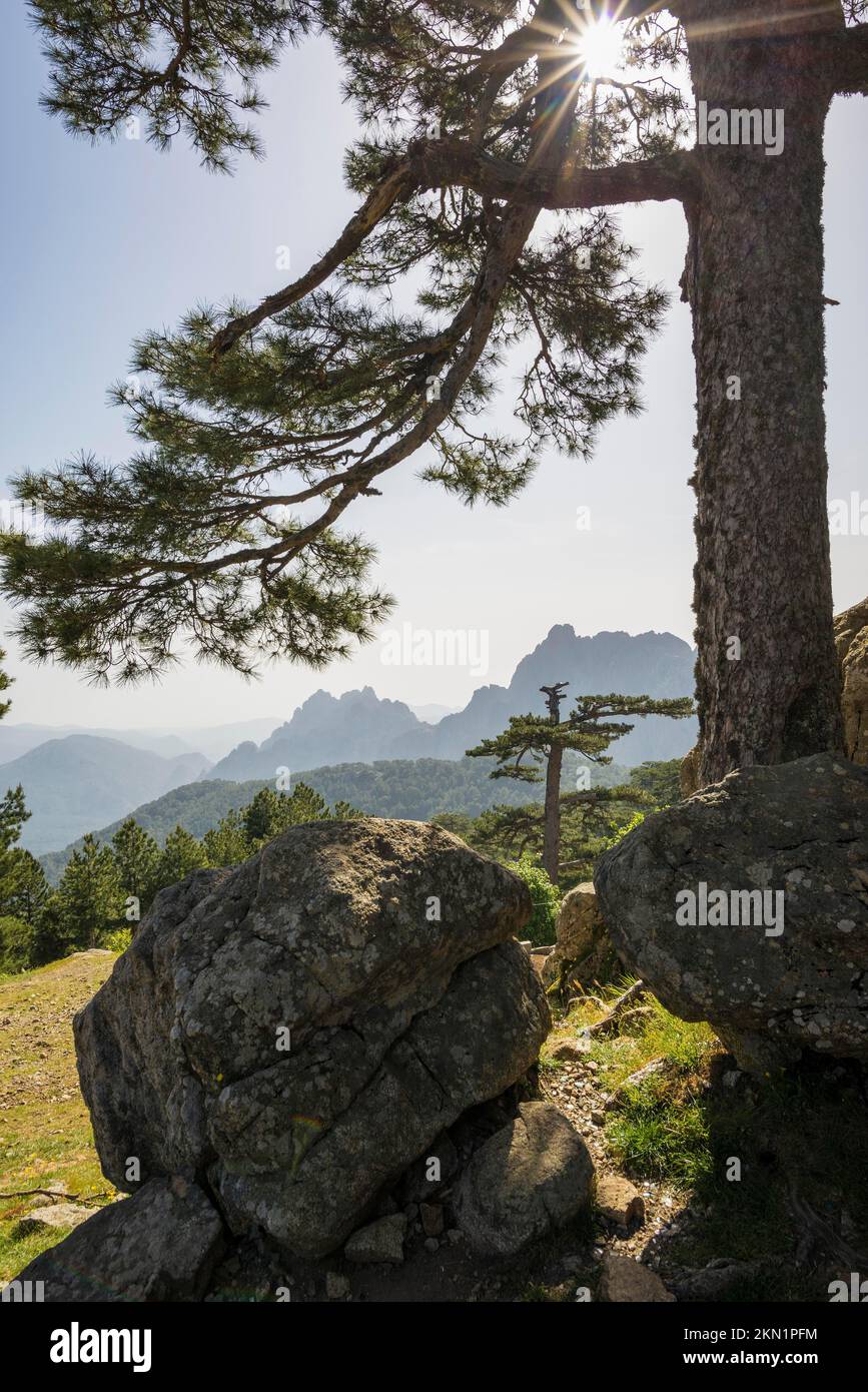 Mountain massif with rocky peaks and pine trees, Col de Bavella ...