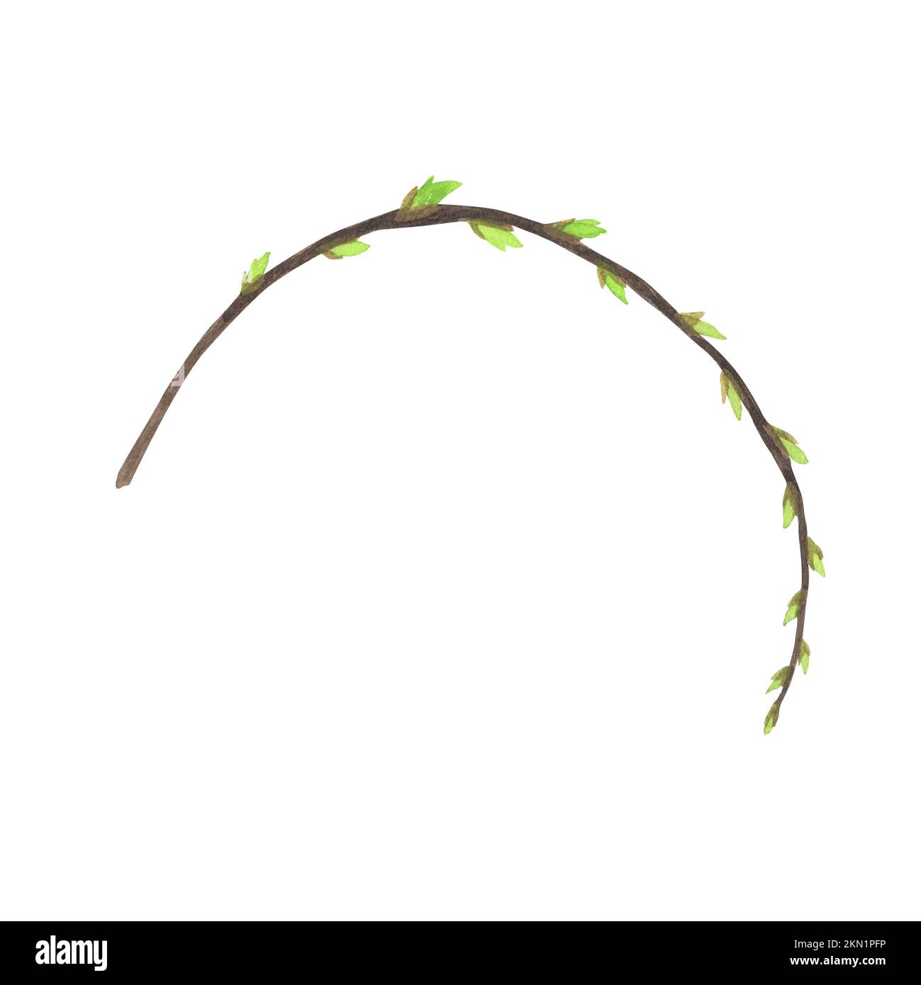 Green willow branch watercolor isolated on white background. Hand drawn ...