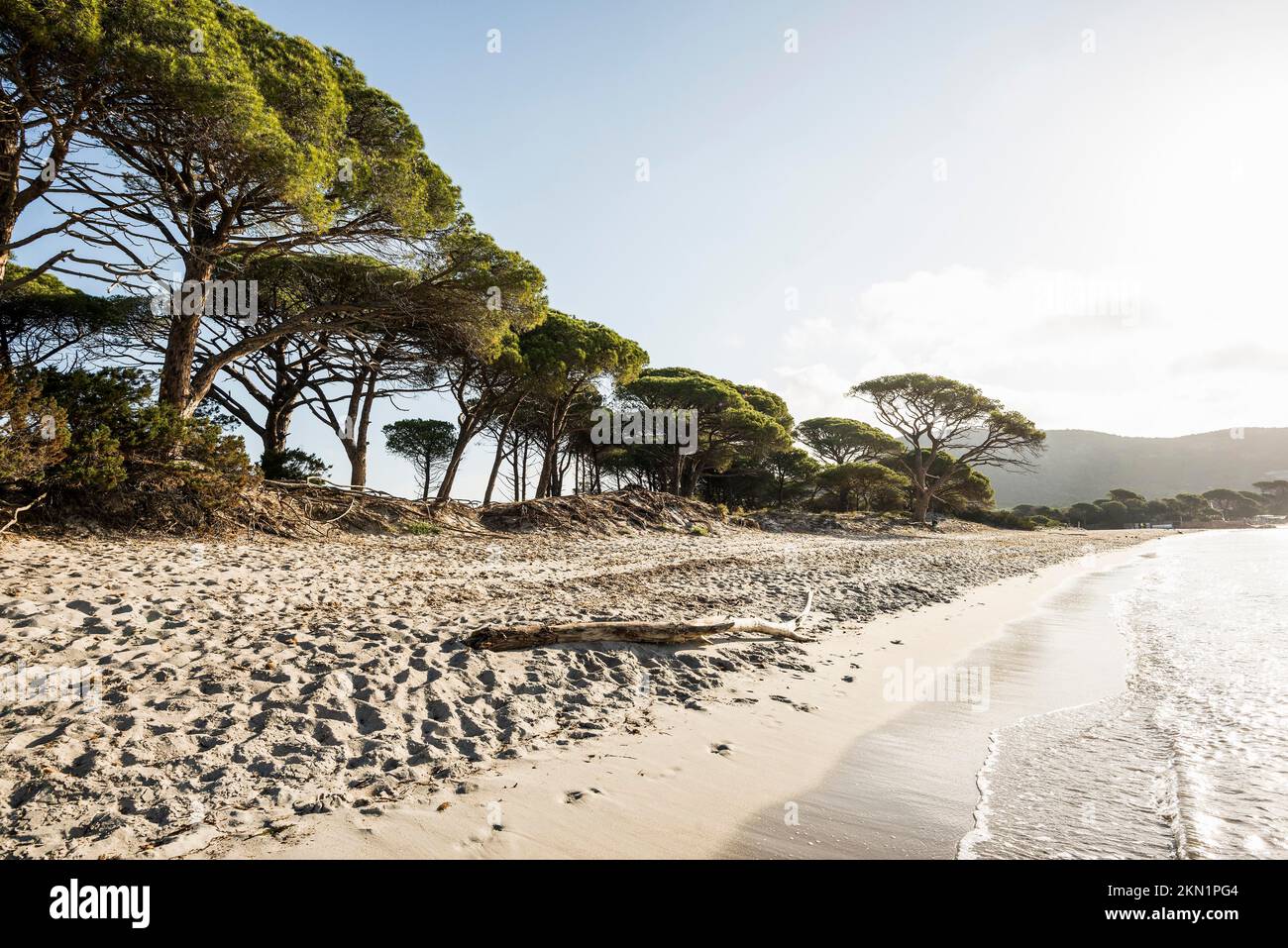 Beach and pines, Plage de Palombaggia, Porto Vecchio, Corse-du-Sud, Corsica, Mediterranean Sea ...