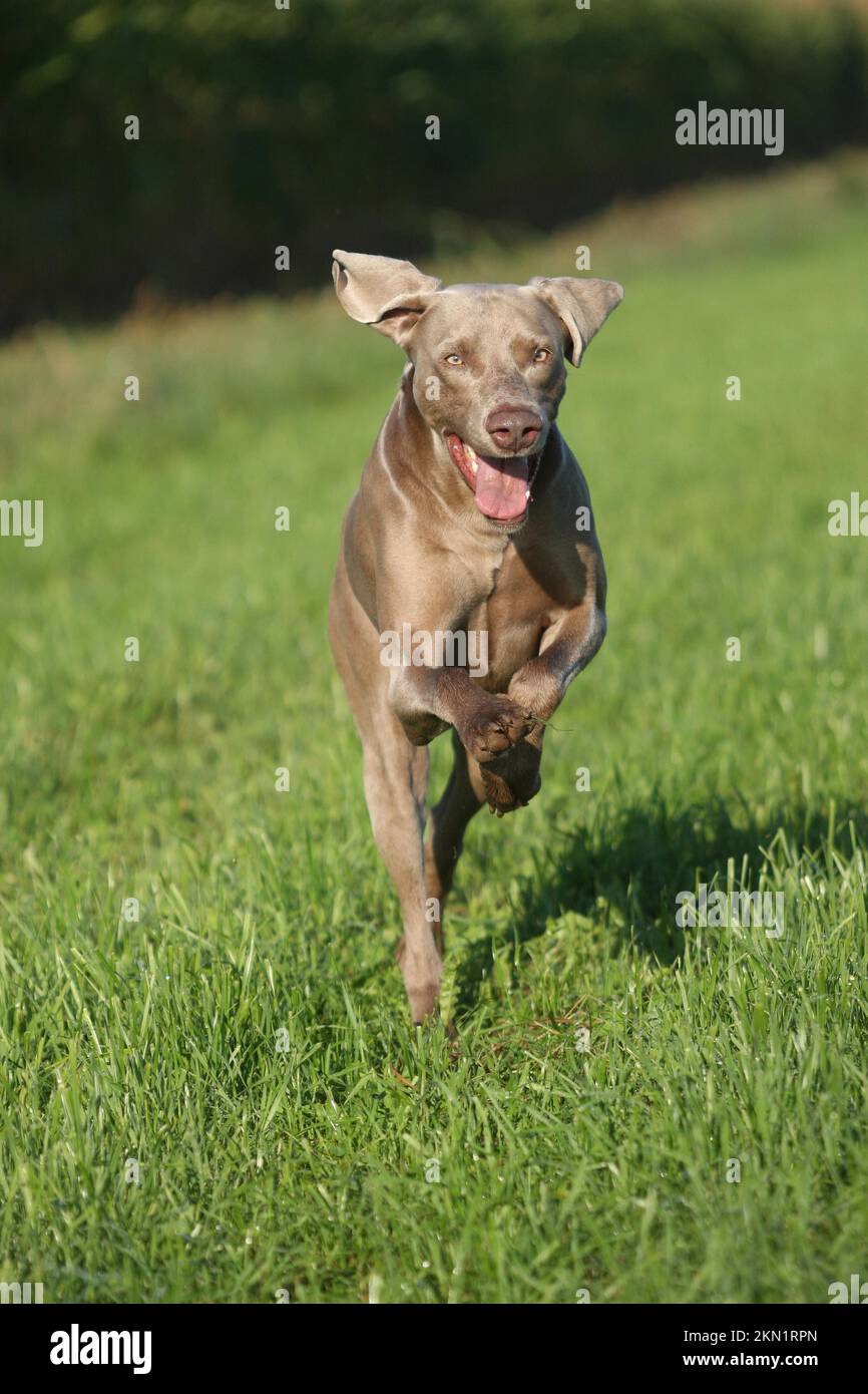 Hunting dog shorthaired Weimaraner, Allgäu, Bavaria, Germany, Europe ...