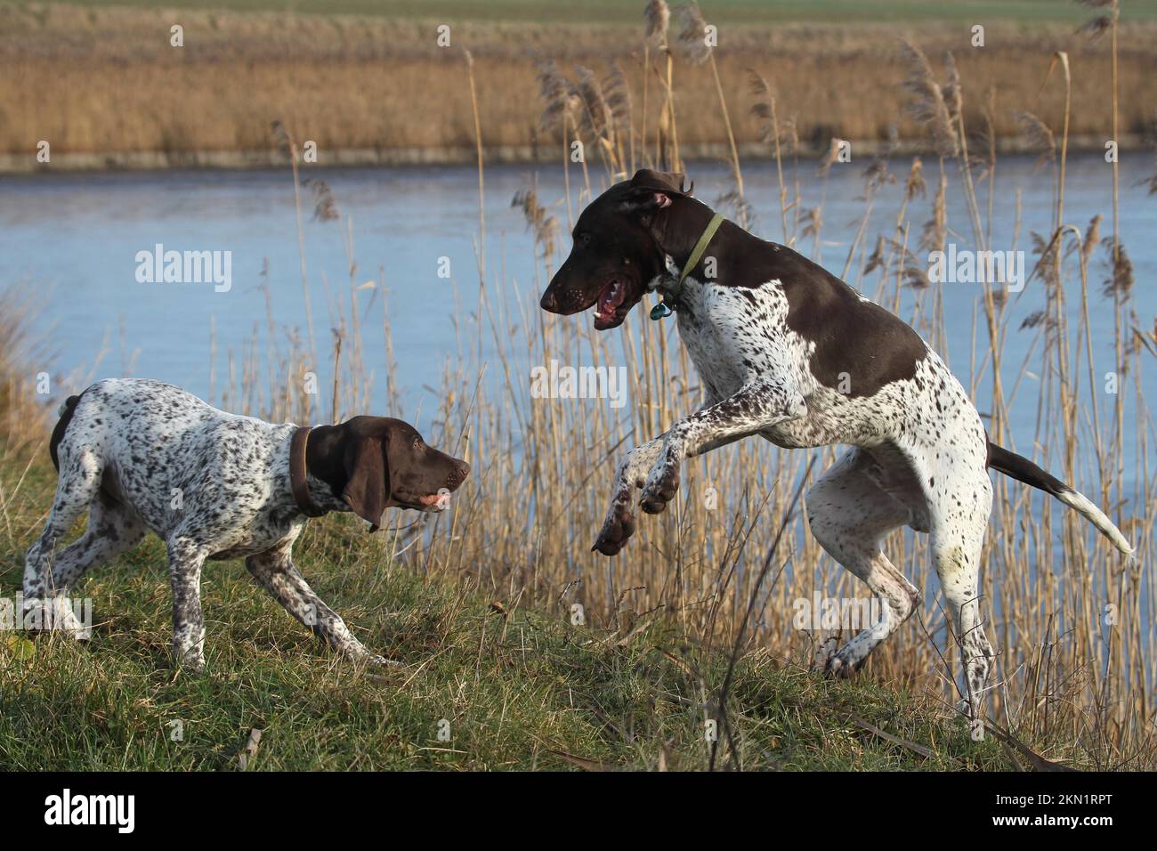 Hunting dogs German Shorthair at play, right with long tail, Allgäu ...