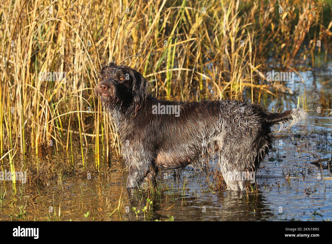 Cesky fousek hi-res stock photography and images - Alamy