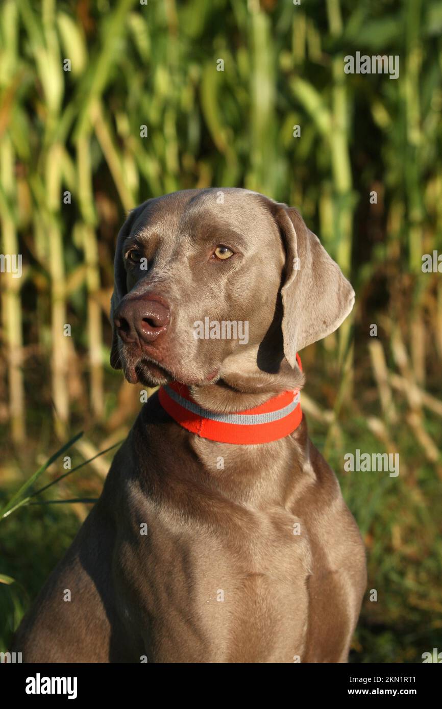 Hunting dog shorthaired Weimaraner in portrait, Allgäu, Bavaria ...