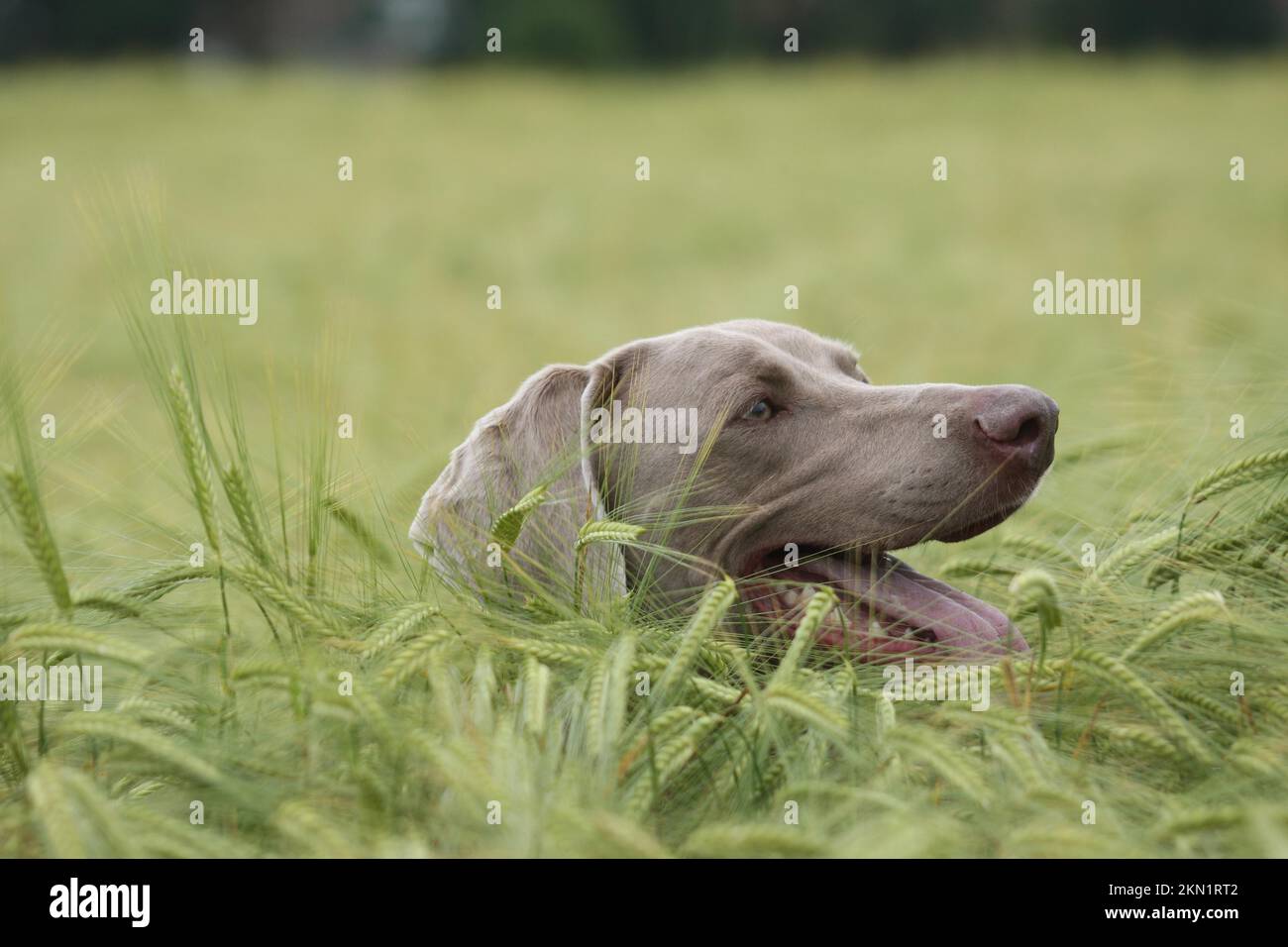 Hunting dog shorthaired Weimaraner in portrait, Allgäu, Bavaria ...