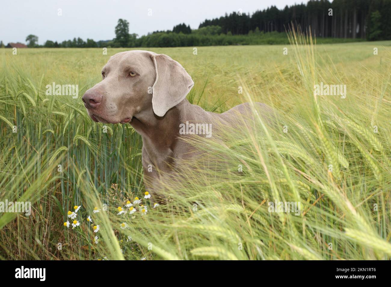 Hunting dog shorthaired Weimaraner in portrait, Allgäu, Bavaria ...