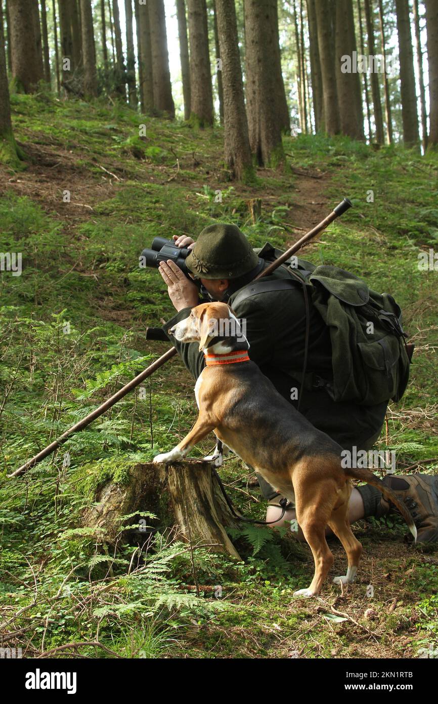 Hunter and hunting dog German Bracke in the forest, Allgäu, Bavaria ...