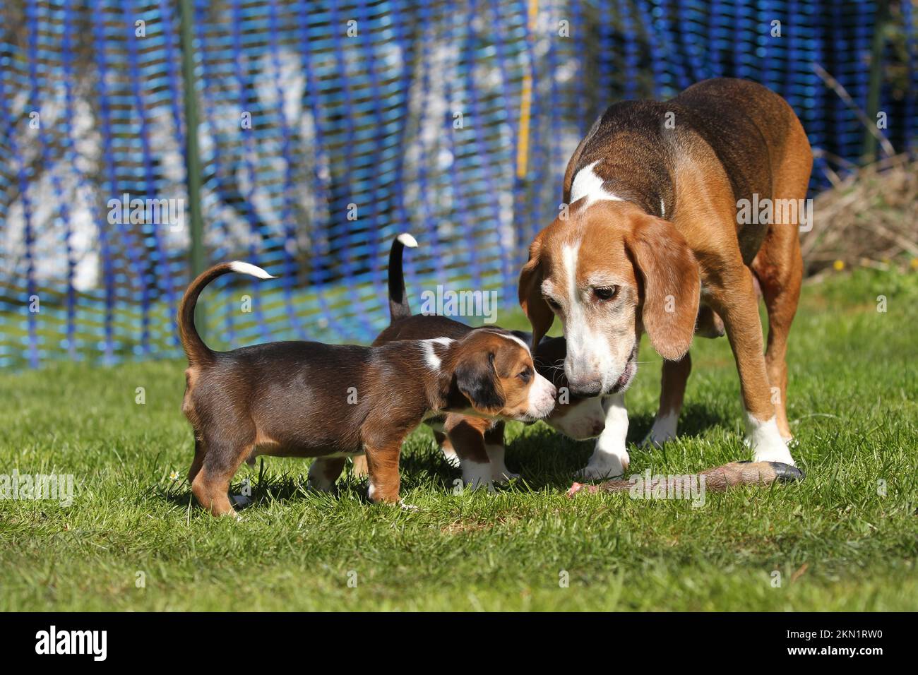 Hunting dog German Bracke, with four-week-old kittens, Allgäu, Bavaria ...